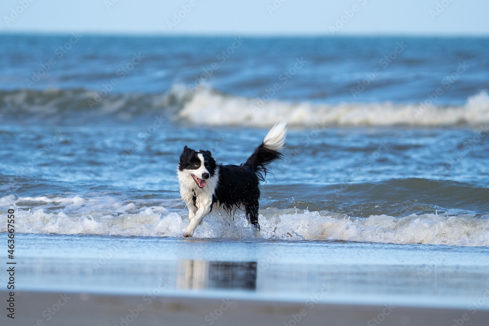 Are Border Collies Water Dogs