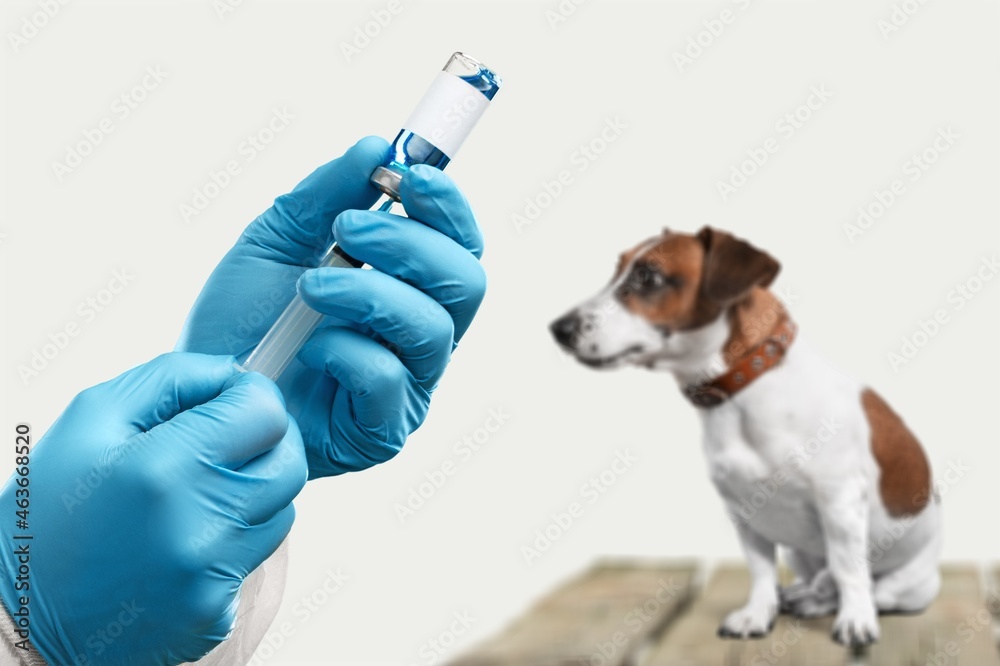 veterinarian in medical gloves giving an injection with a syringe to a ...
