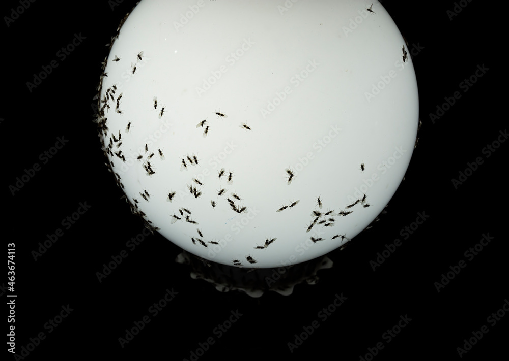midges and flies clung to a bright glowing white lamp against a black ...