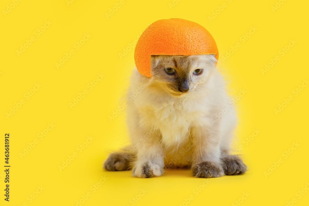 Poster Wandbilder Fluffy kitten white cat In helmet made of orange Isolated on color Yellow background with copy space 40x26.7 cm