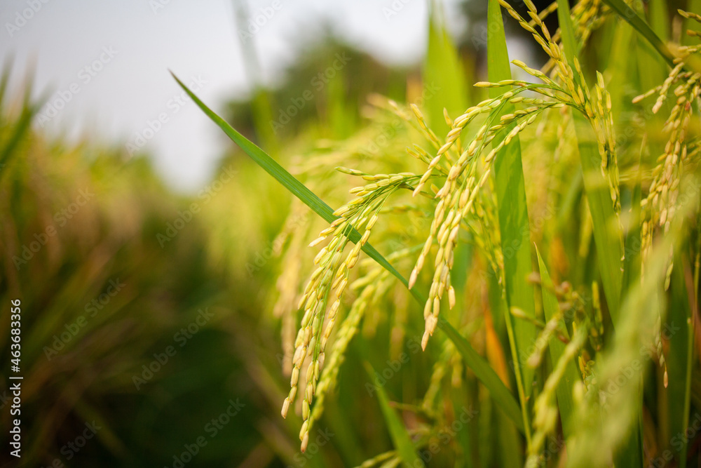 paddy field, rice plant, crop plant or rice field organic agriculture ...