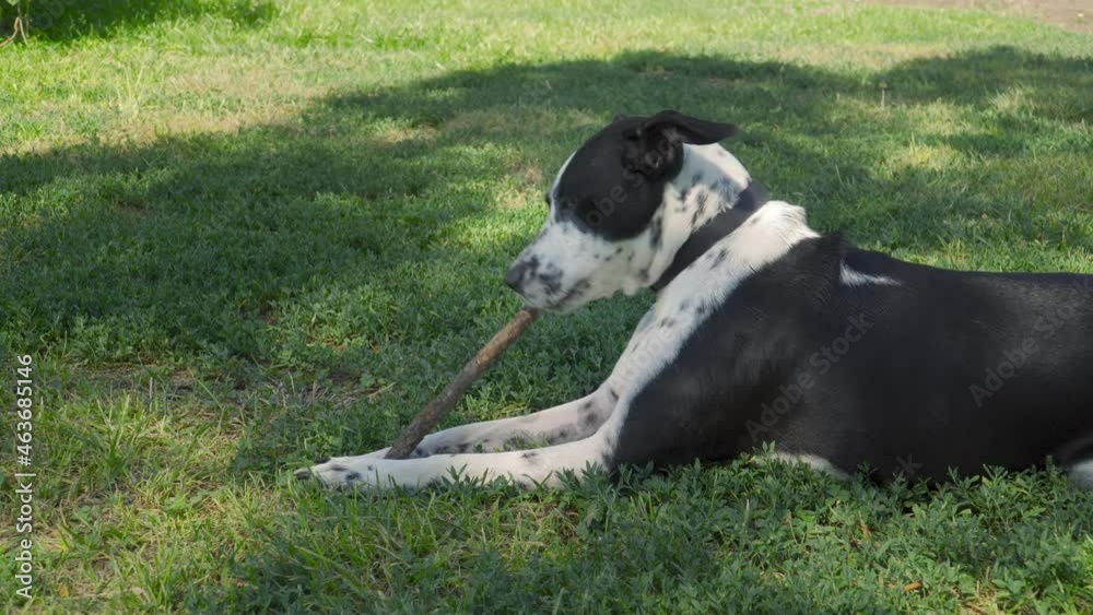 Perro negro con manchas blancas jugando con un palo, perro mordiendo un ...