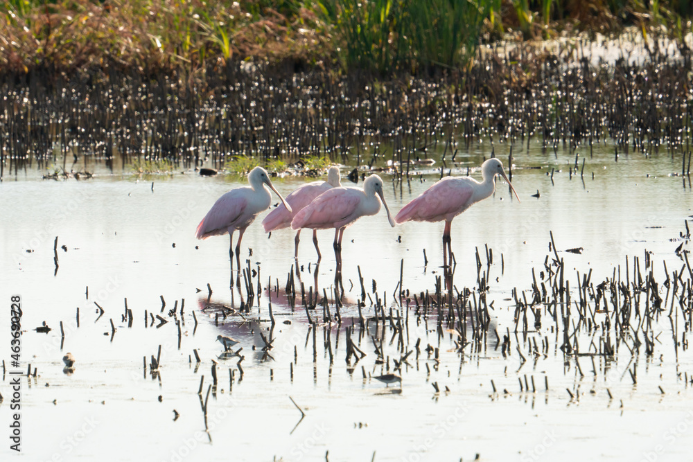 Flock of pink spoonbills wading in shallow swamp wetland marsh ...