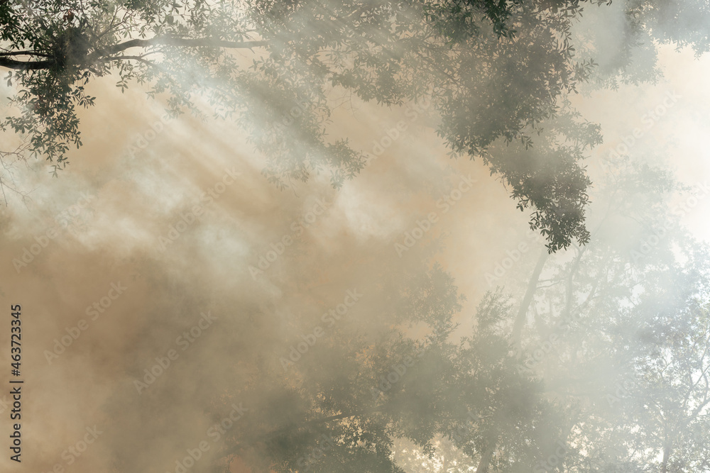 Smoke in trees Stock Photo | Adobe Stock