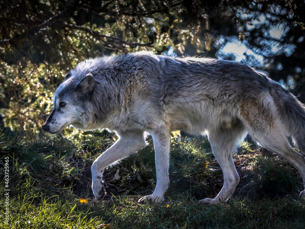 Close up image of a timber wolf hunting for prey. The details and ...
