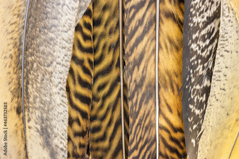 Pheasant Feathers Stock Photo | Adobe Stock