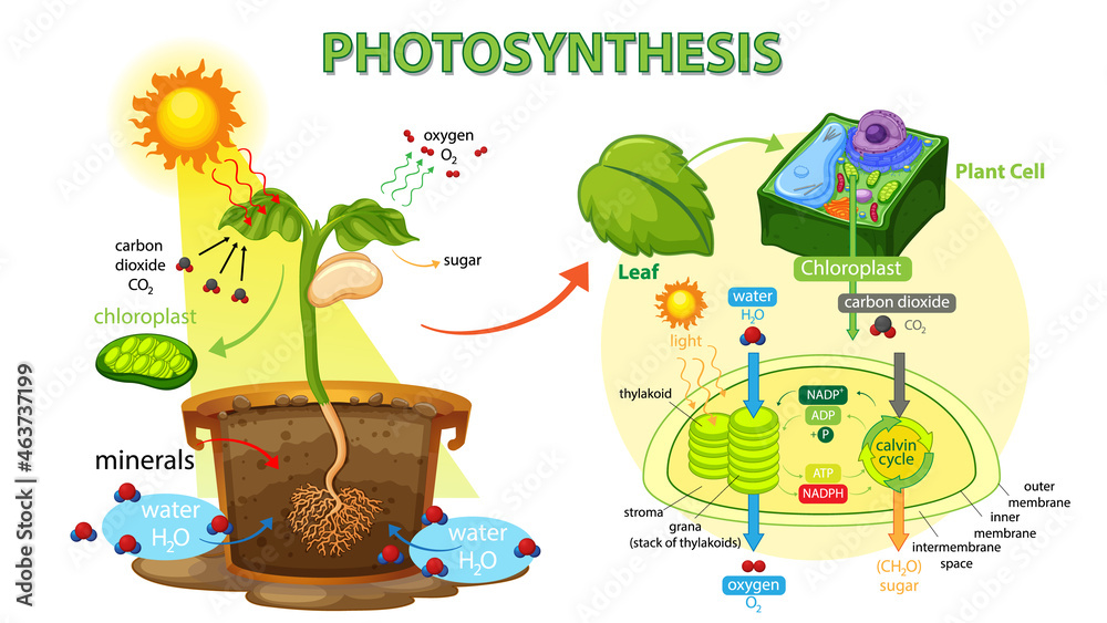 Diagram showing process of photosynthesis in plant Stock Vector | Adobe ...