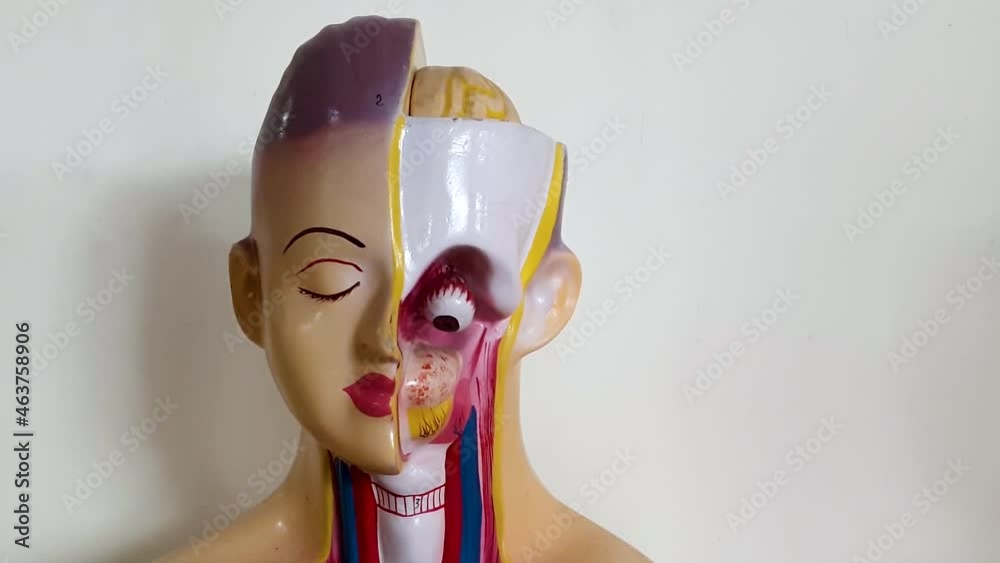 Study model for human Anatomy at the medical college. Stock Video ...