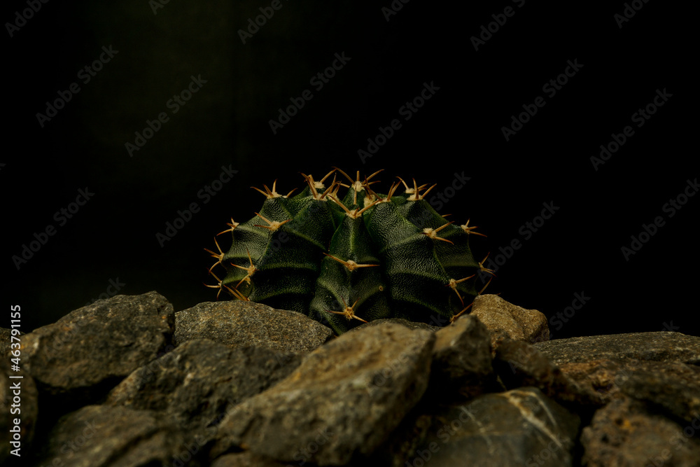 Cactus plant with their defensive thorns and water storage capabilities ...