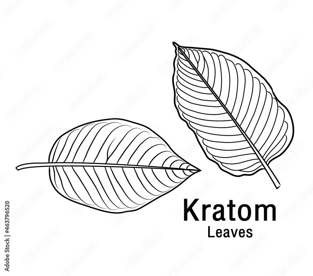 Mitragyna speciosa or kratom leaves on a white background, and helps ...