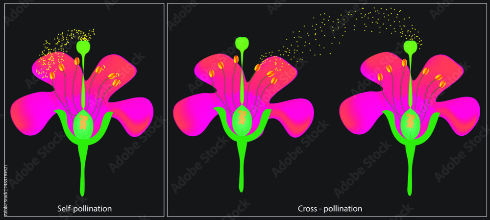 Cross pollination and self pollination Stock Vector | Adobe Stock
