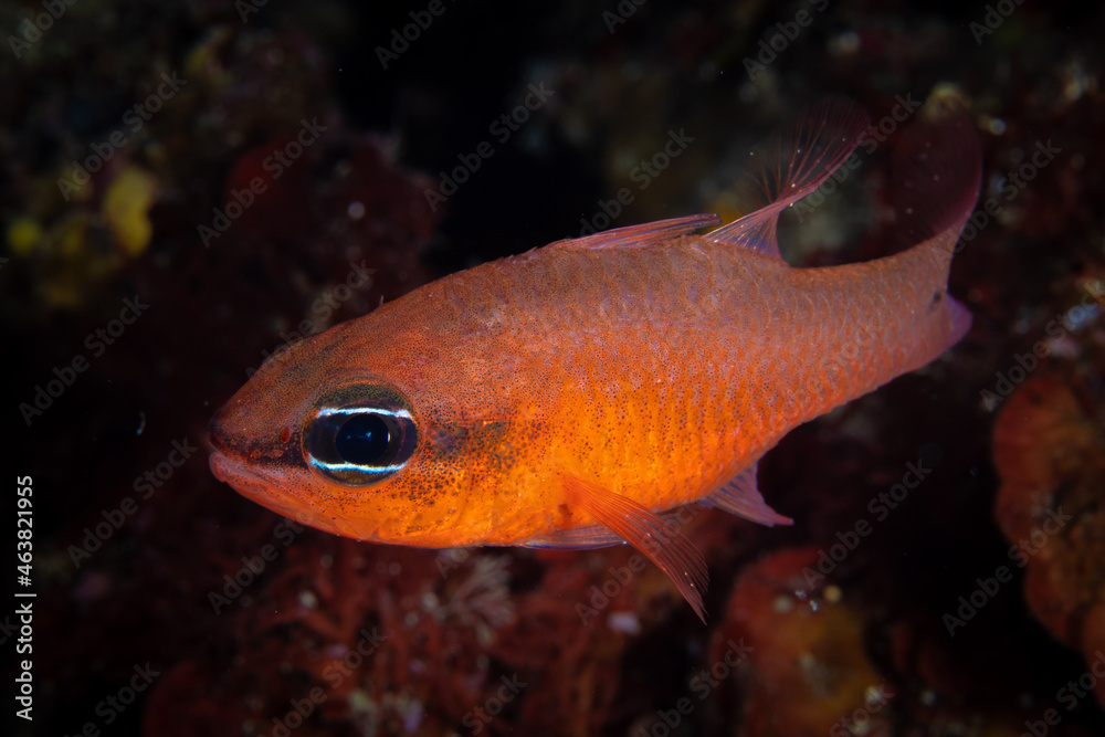 Fish in the Mediterranean Marine park in south France Stock Photo ...