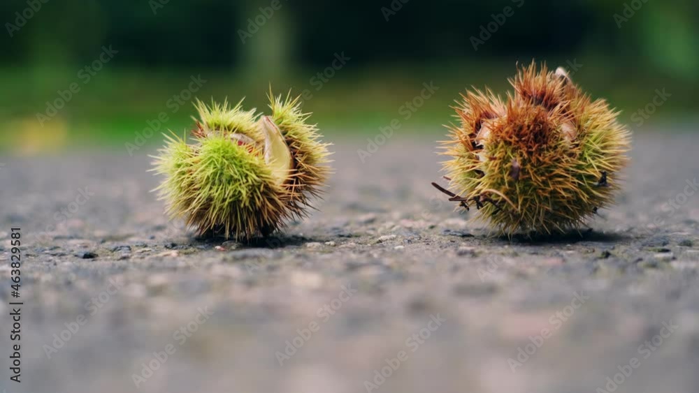 Fresh Ripe Sweet Edible Chestnuts in in Green Spiky Shells Falling from ...