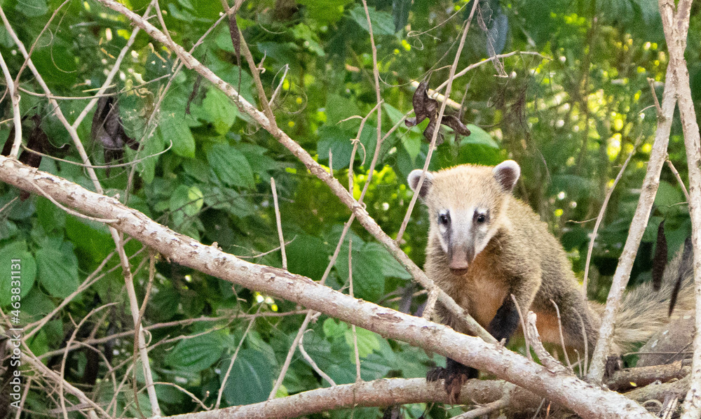 Rare images of a raccoon family in public Garden of Londrina, Brazil ...