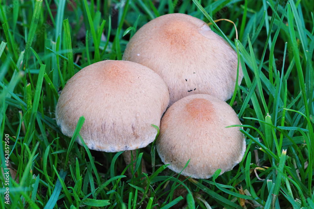 Closeup on the Weeping widow mushroom, Lacrymaria lacrymabunda Stock ...