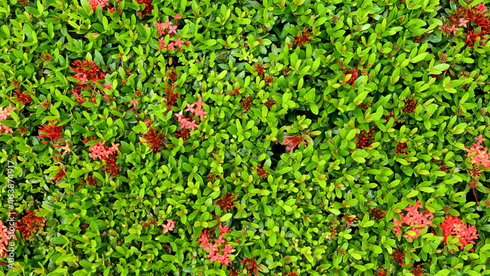 The Soka flower plant or Ixora chinensis known as the Chinese Ixora and ...