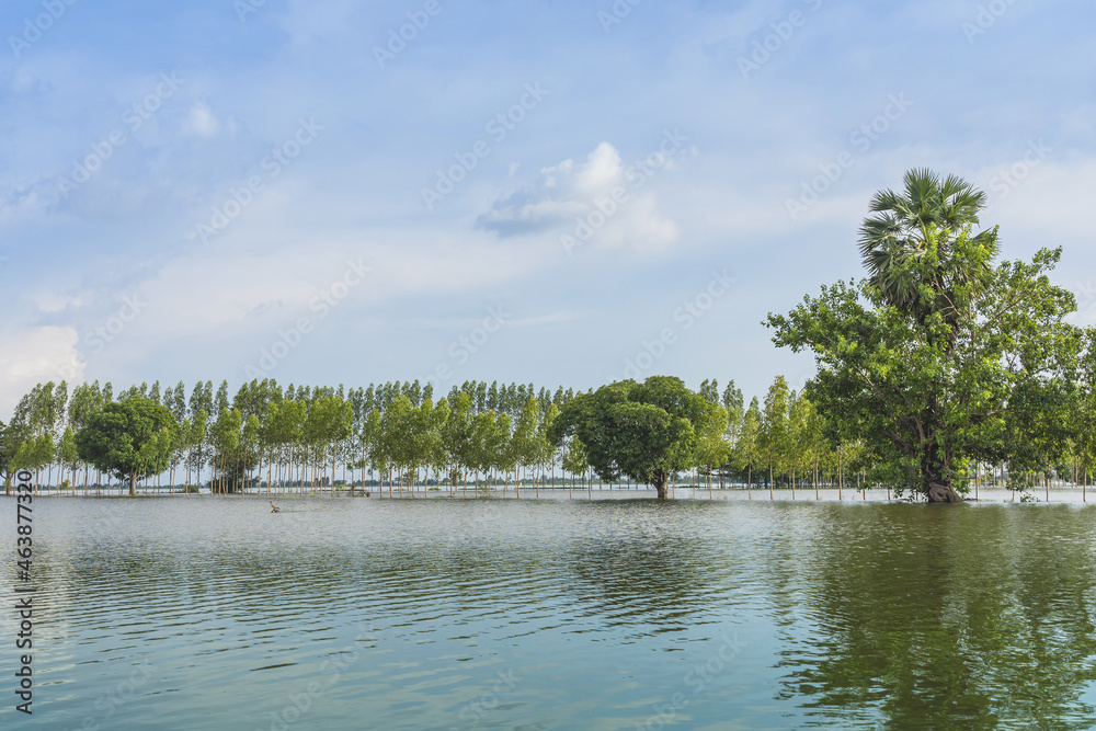 Scenic view of traditional flooded fields like a still lake on floating ...
