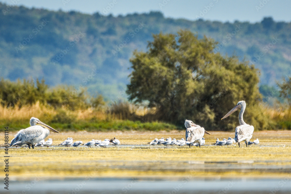 Dalmation pelican, Pelecanus crispus, is the largest pelican in the ...