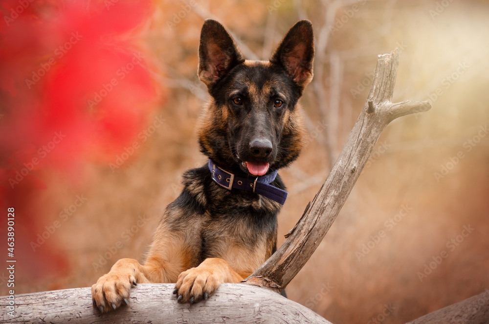 Are German Shepherds Soft