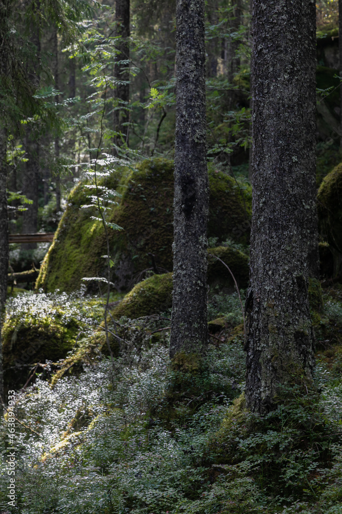 Twilight forest, illuminated by rare rays of the sun. Vertically ...