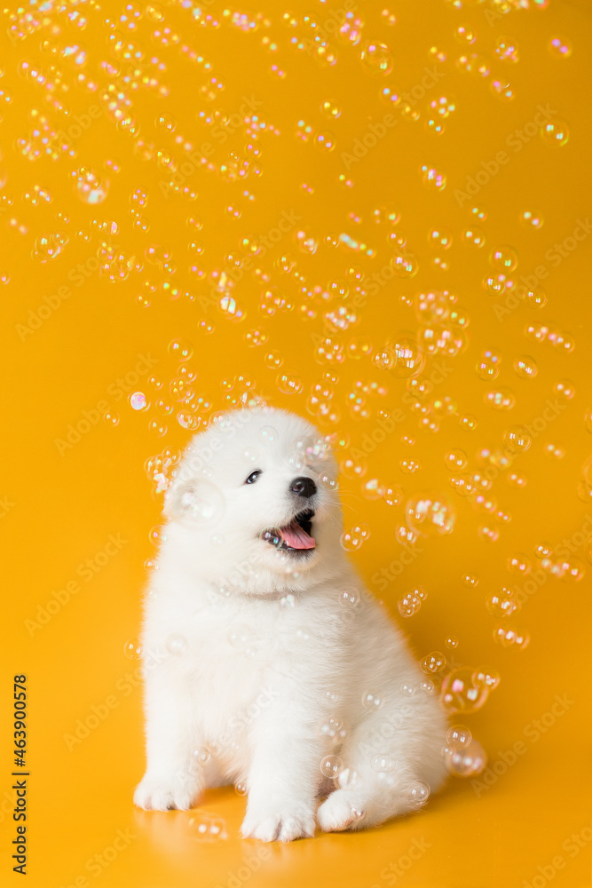 samoyed puppy dog with bubbles on yellow background Stock Photo | Adobe ...