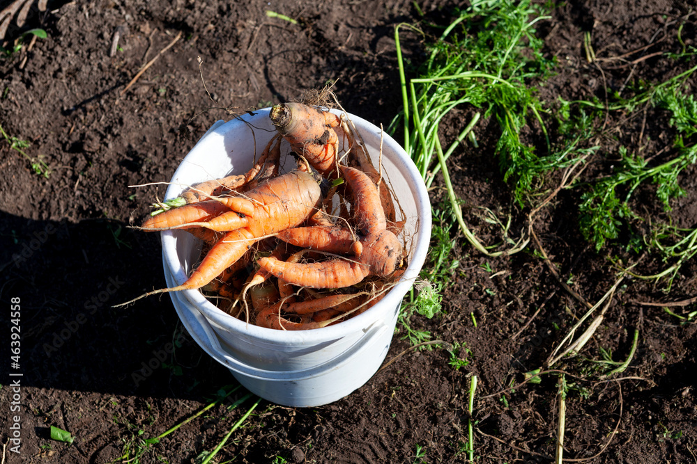 Autumn harvest. Ugly vegetables in a white plastic bucket. An unusual ...
