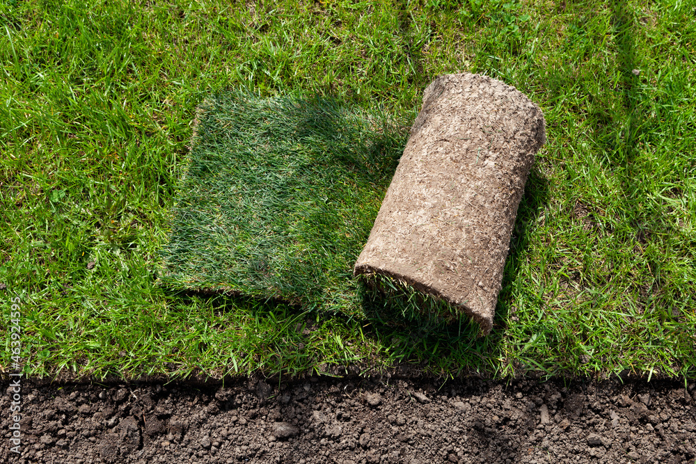 Lawn, laying of turf rolls or roll of lawn greens. A quick way to ...