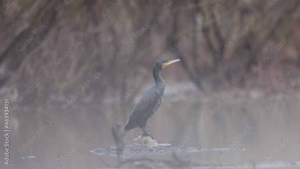 Great cormorants flying on the water. Seabirds are insular ecosystems ...