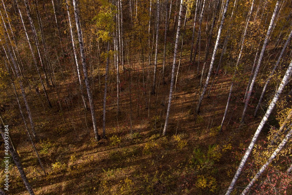 Golden autumn, Treetops from a bird's eye view at sunset, the drone ...