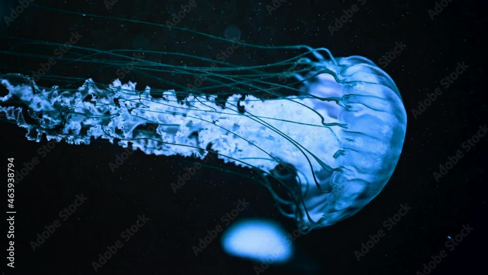 Nettle blue medusa with long tentacles. Beautiful jellyfish swimming ...