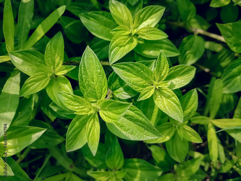 Basil, also called great basil, is a culinary herb of the family ...