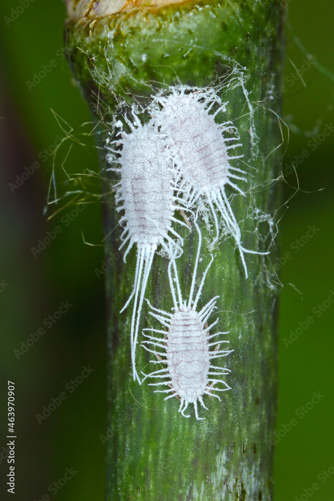 Closeup of a long-tailed mealybug - Pseudococcus longispinus ...