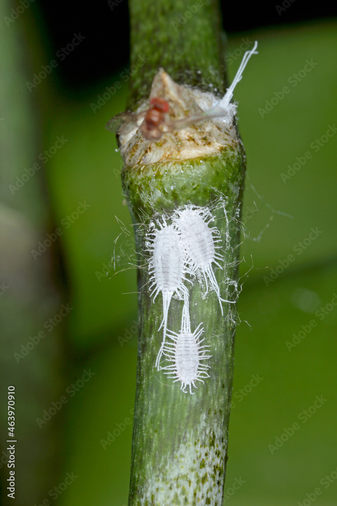 Closeup of a long-tailed mealybug - Pseudococcus longispinus (Pseudococcidae) on an orchid leaf ...