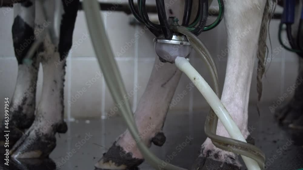 Automated process of a modern milking machine. The cows udder. milking ...