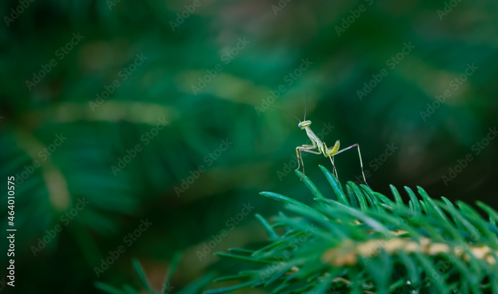 Macro of little child European Mantis or Praying Mantis (Mantis ...