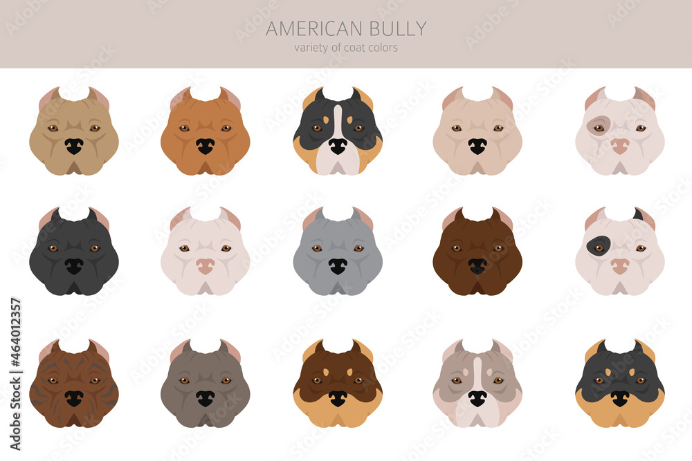 American bully all colours clipart. Different coat colors set Stock ...