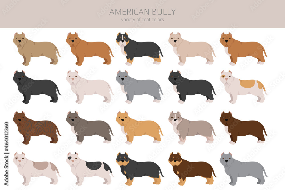 American bully all colours clipart. Different coat colors set Stock ...