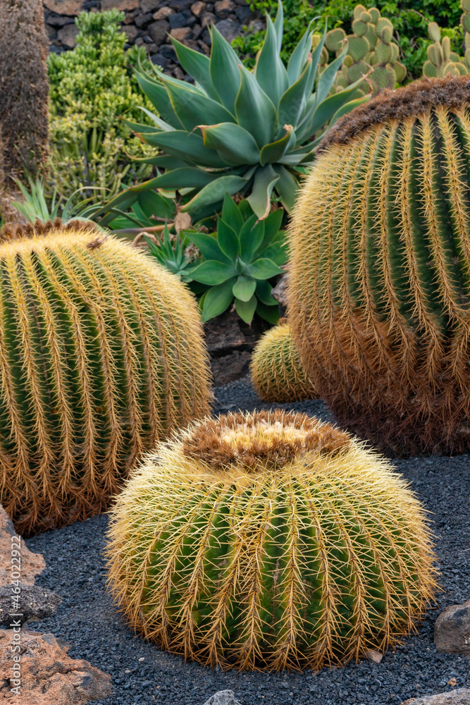 Echinocactus grusonii.This famous cactus, known as mother-in-law's seat ...