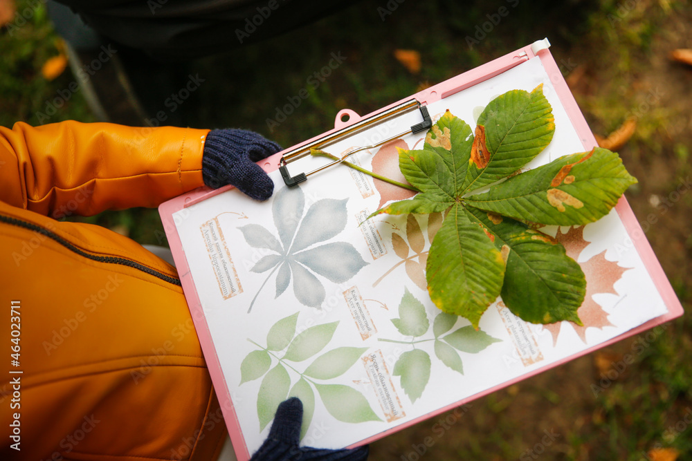Exploring the leaves of trees, getting to know nature. The child ...