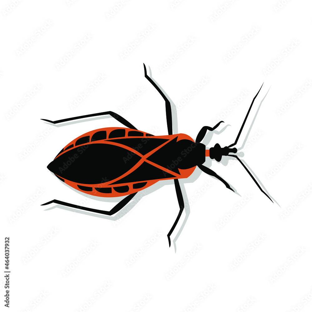 Vector illustration of a kissing bug or Triatomine animal. American ...