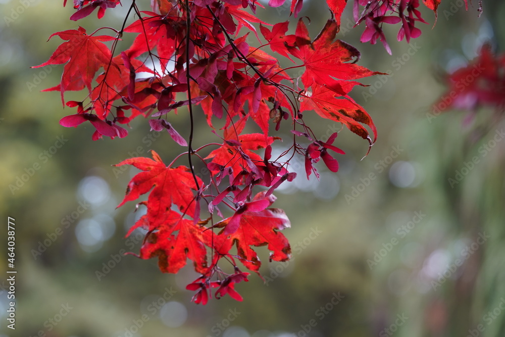 Acer palmatum, called Japanese maple or smooth Japanese-maple. Stock ...
