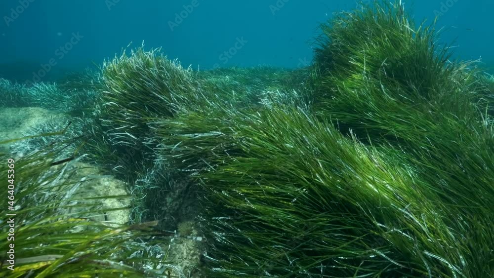 Dense thickets of green marine grass Posidonia, on blue water ...