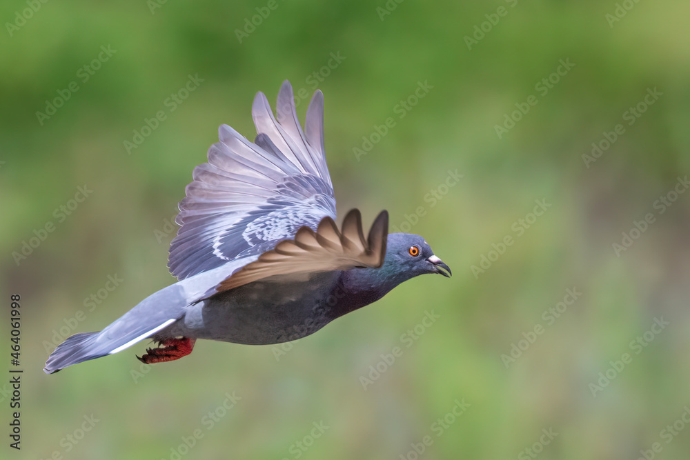Image of pigeon flying on nature background. Bird, Animals. Stock Photo ...