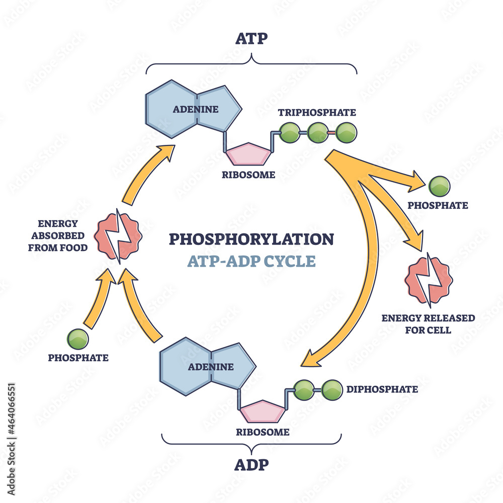 Phosphorylation ATP ADP Cycle With Detailed Process Stages Outline Phosphorylation ATP ADP Cycle With Detailed Process Stages Outline