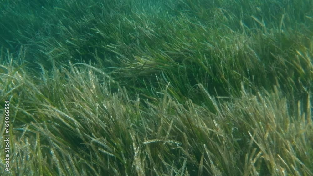 Underwater Posidonia Oceanica sea grass seen waving and flowing in the ...