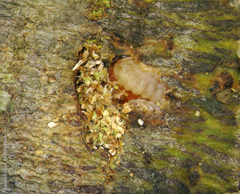 Mango Tree Borer, Batocera rufomaculata (Coleoptera: Cerambycidae ...