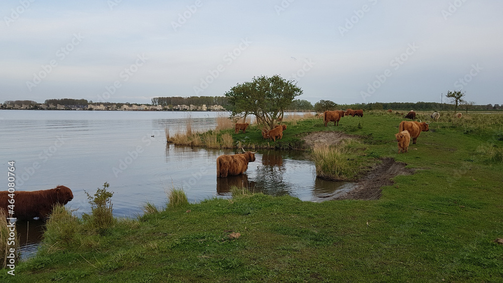 koe met horens in water Stock Photo | Adobe Stock