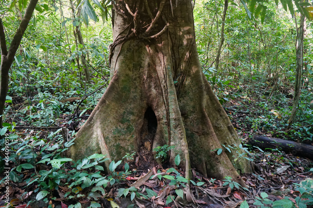 Buttress roots are aerial extensions of lateral surface roots and form ...