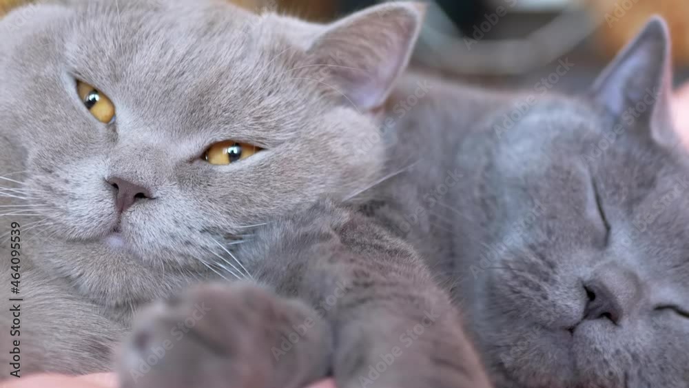 Two Sleeping British Grey Cats Hugs Paws Each Other on Bed, Opening ...