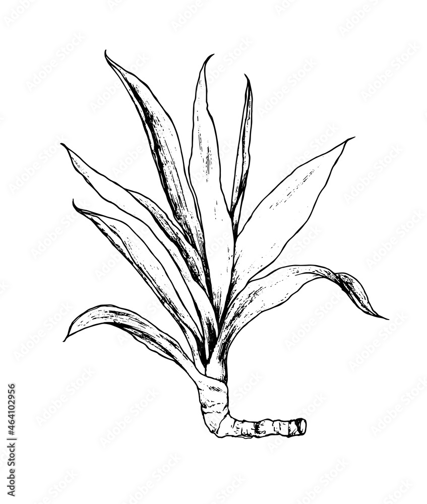 drawing yucca. Hand-drawn sketch-style house plant with Long narrow ...